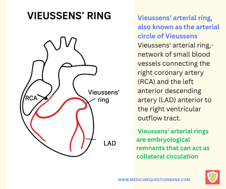 Vieussens’ ring - Medicine Question Bank